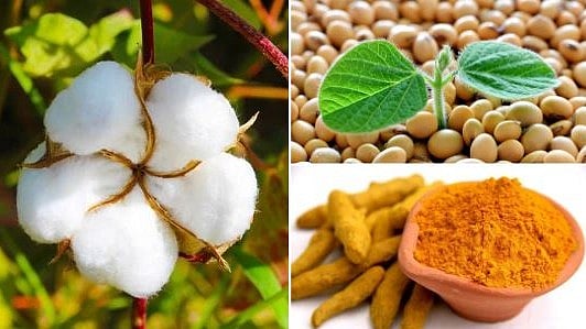 Agrowon - Latest Agriculture News in Marathi | कृषीविषयक बातम्या