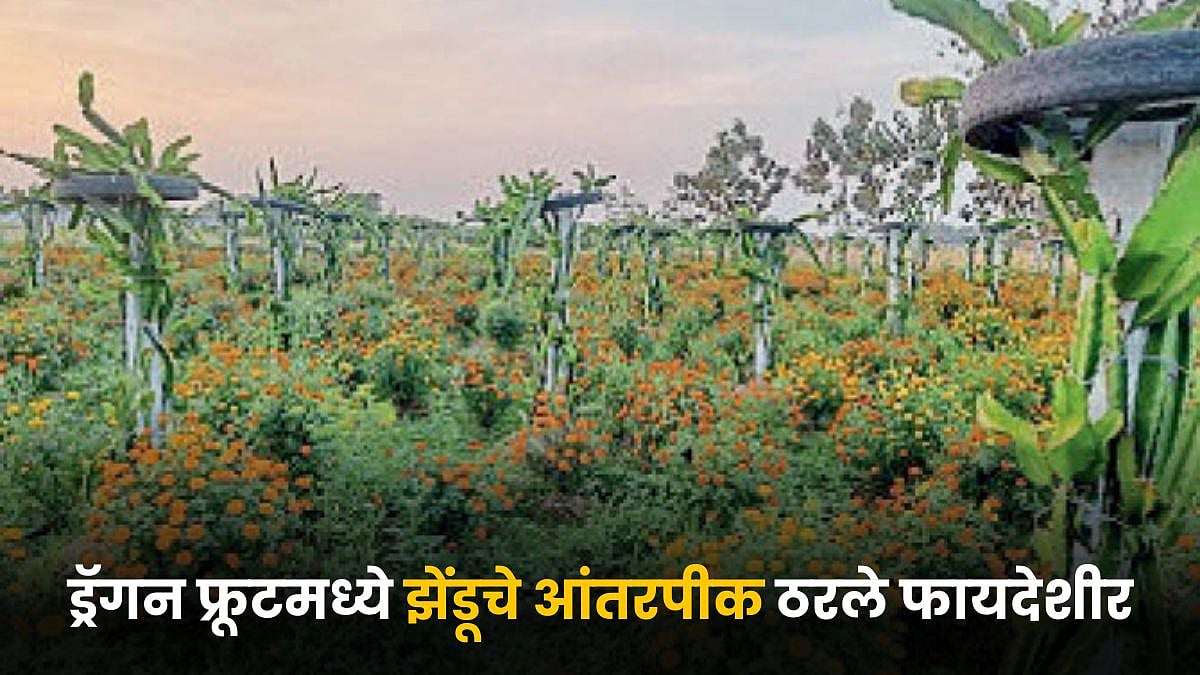 Marigold Flower Farming | ड्रॅगन फ्रूटमध्ये झेंडूचे आंतरपीक ठरले ...