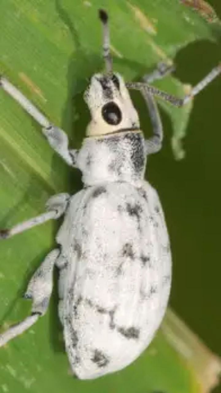 Cotton Gray Weevil : कपाशी पिकातील राखाडी भुंग्याची लक्षणे कशी ओळखाल ...