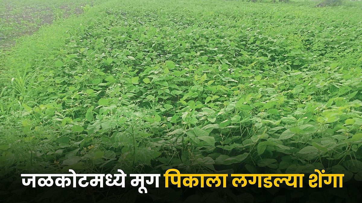 Moong Crop | जळकोटमध्ये मूग पिकाला लगडल्या शेंगा | Good pods for mung ...
