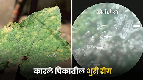 Bitter Gourd Disease | कारले पिकातील भुरी रोग | Powdery mildew disease ...