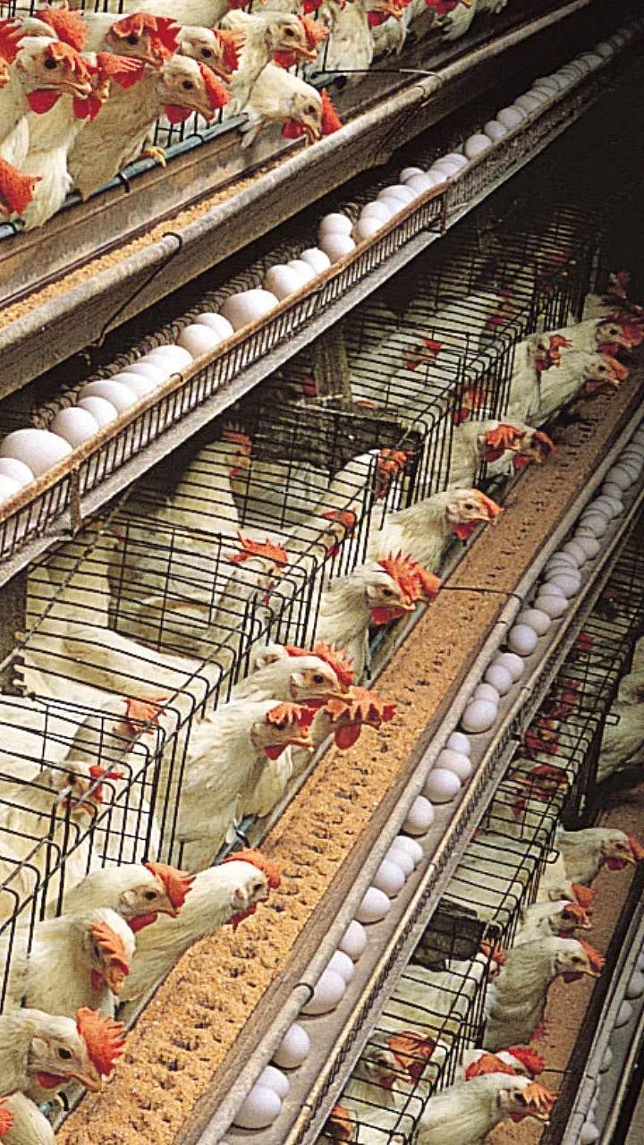 Egg, Chicken Production : उन्हाळ्यात चीकण, अंड्याचं उत्पादन असं टिकवून ...