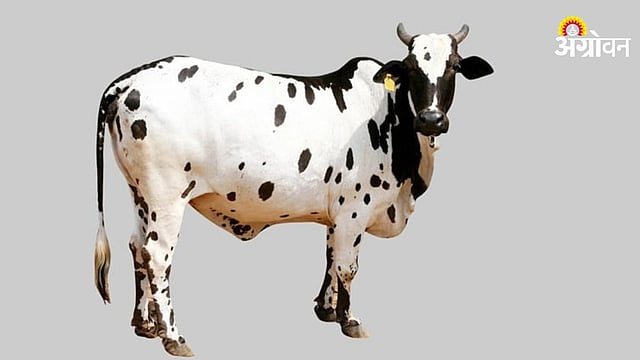 Dangi Cattle: Indigenous Breed of Maharashtra's Hilly Regions | पावसाळी ...