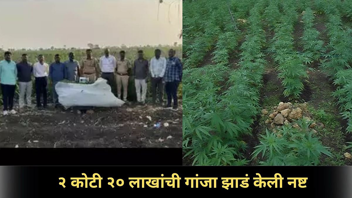 Ganja Farming : २ कोटी २० लाखांची गांजा झाडं केली नष्ट; पोलिसांची ...