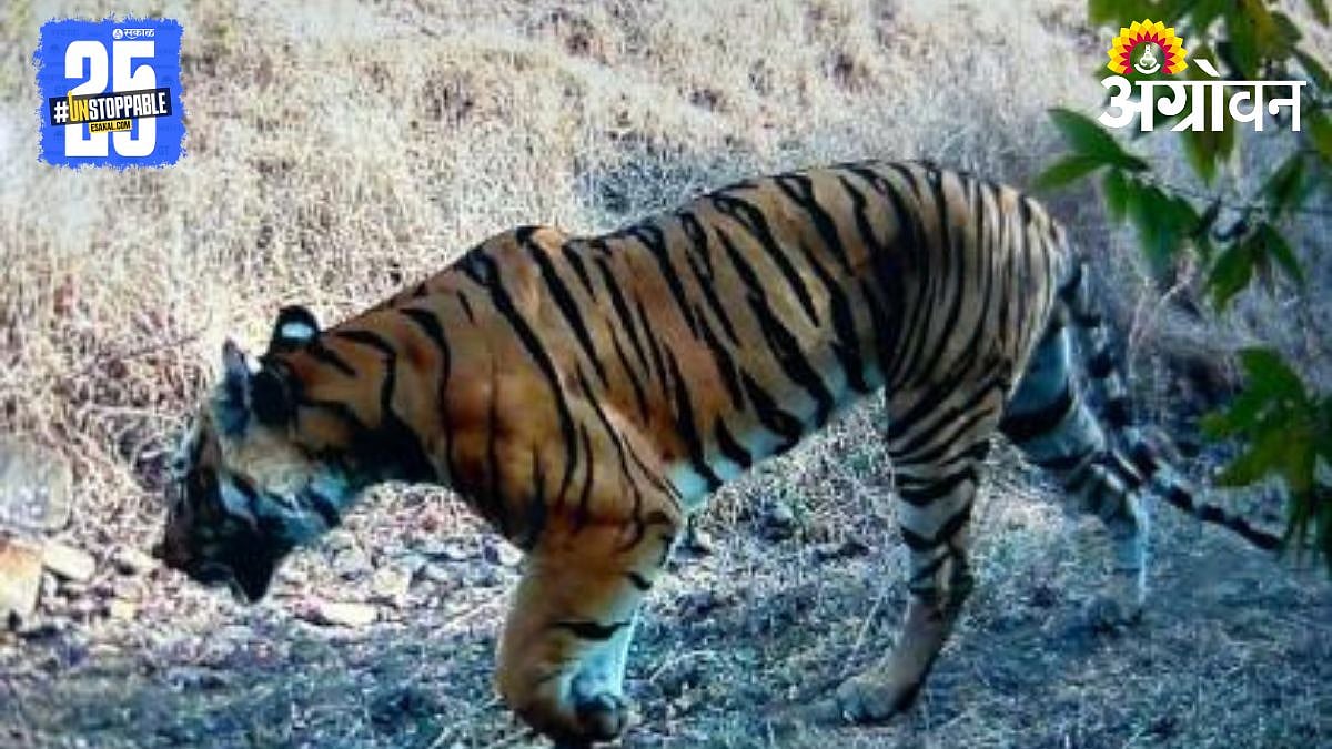 Tiger sighting । उमरगा तालुक्यात वाघाचे दर्शन की निव्वळ अफवा? । Tiger ...