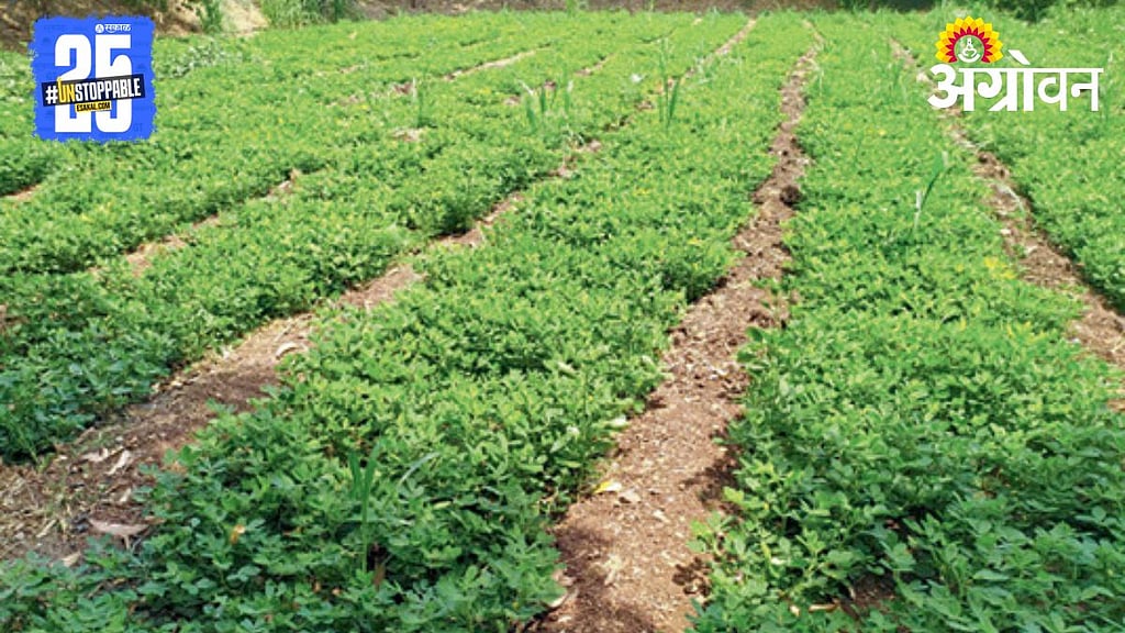 Groundnut Crop Management । भुईमूग पिकात सिंचनासह खतांबाबत काटेकोर ...