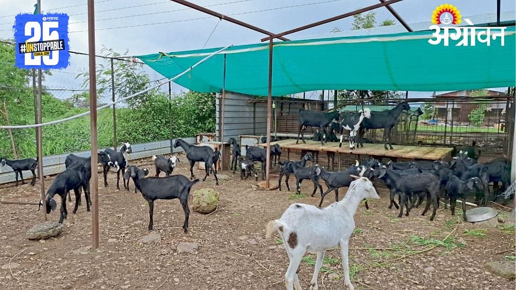 Goat Farming : शेळीपालनाची अर्धबंदिस्त पद्धत किती फायद्याची?|The ...