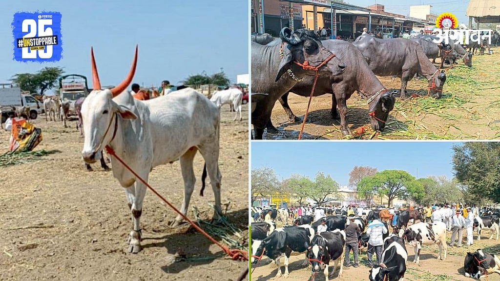 Khillar Cow Market । जातिवंत खिल्लार गाय, बैलांसाठी सांगोल्याच्या ...