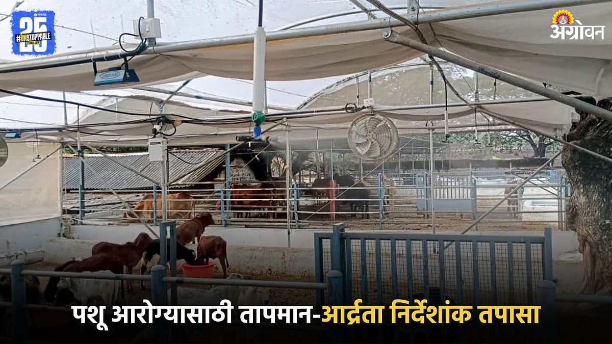 Livestock Health | पशू आरोग्यासाठी तापमान-आर्द्रता निर्देशांक तपासा ...
