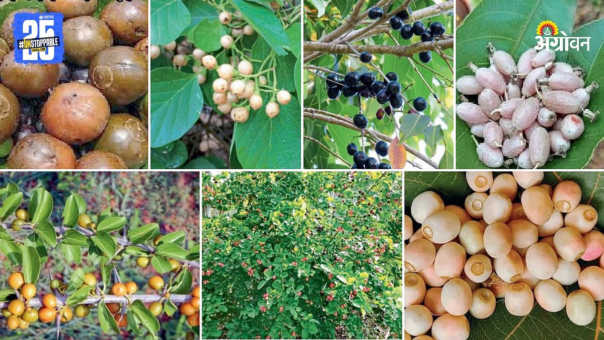 Wild Fruits | ओळख पोषक रानमेव्याची... | Introduction to nutritious wild ...