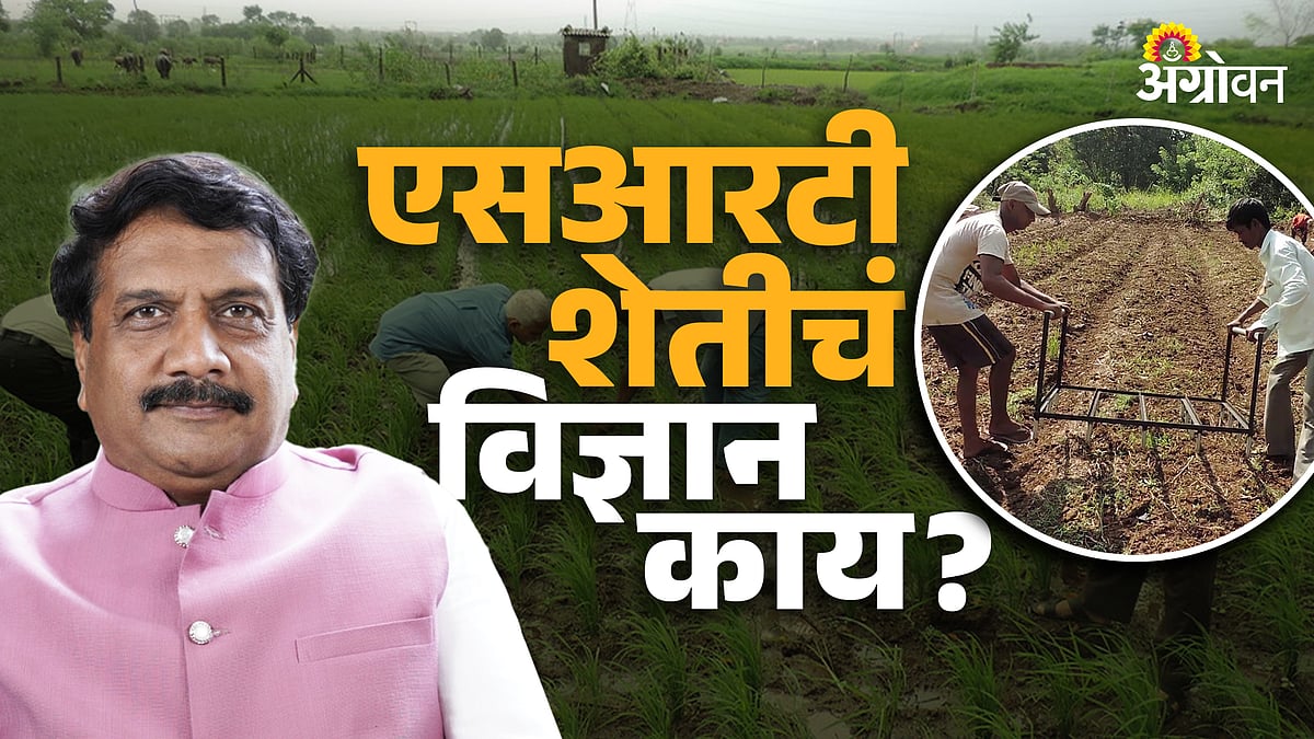 science behind SRT farming: एसआरटी शेतीचं विज्ञान काय? |What is SRT ...