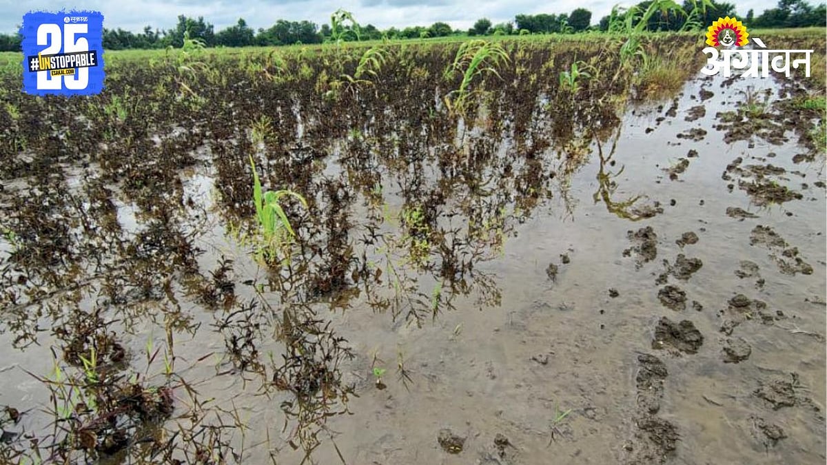 Khandesh Wet Drought । खानदेशात ओल्या दुष्काळाचे सावट । Khandesh Faces “Wet Drought” as ...