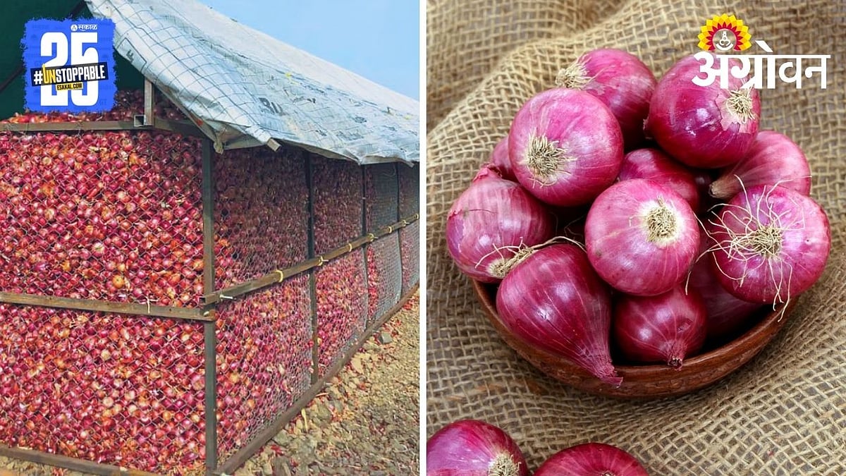 Onion Storage | कांदा साठवणीचे तंत्र, तज्ज्ञांचा सल्ला | Experts advice ...