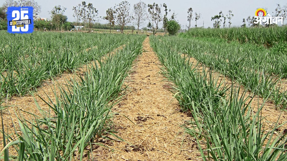 Crop Pest Disease । भुदरगड तालुक्यात ऊस, भात पिकांवर कीड । Sugarcane ...