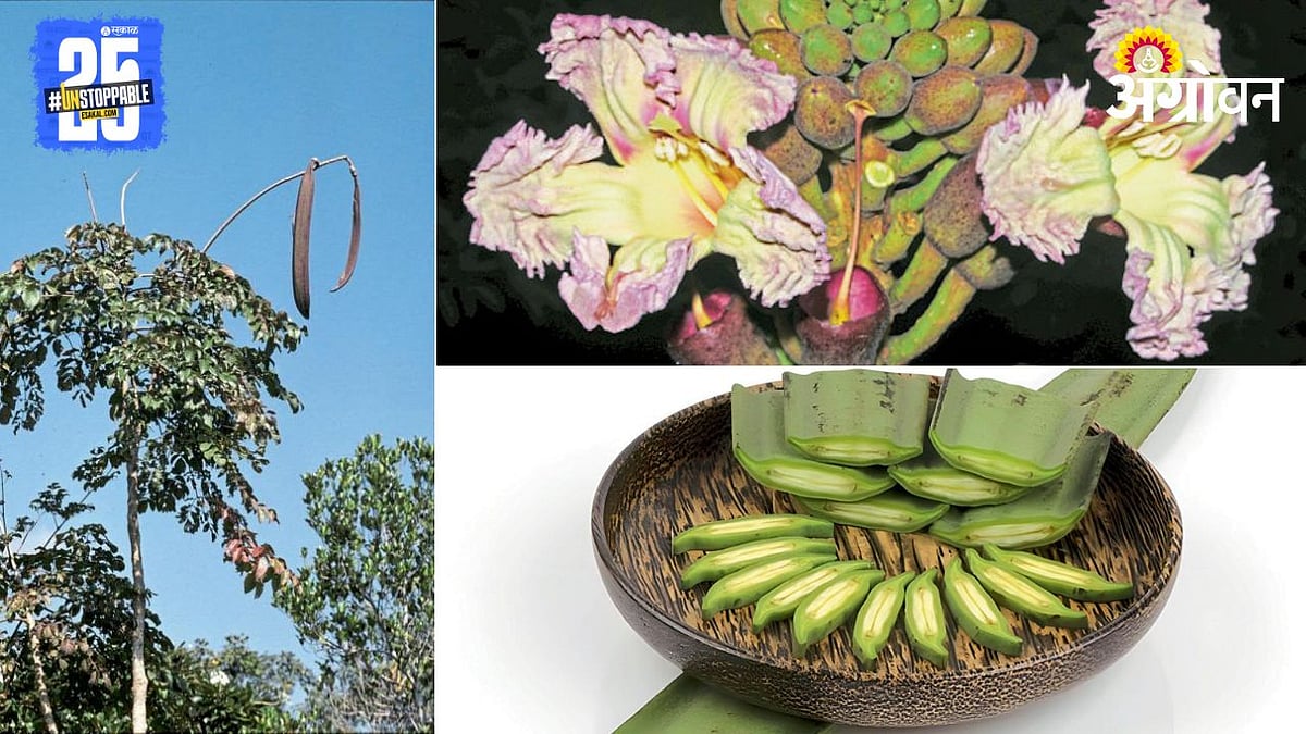 Tetoo Tree । औषधी उपयोग असणारे टेटू । Oroxylum indicum: The Forgotten ...