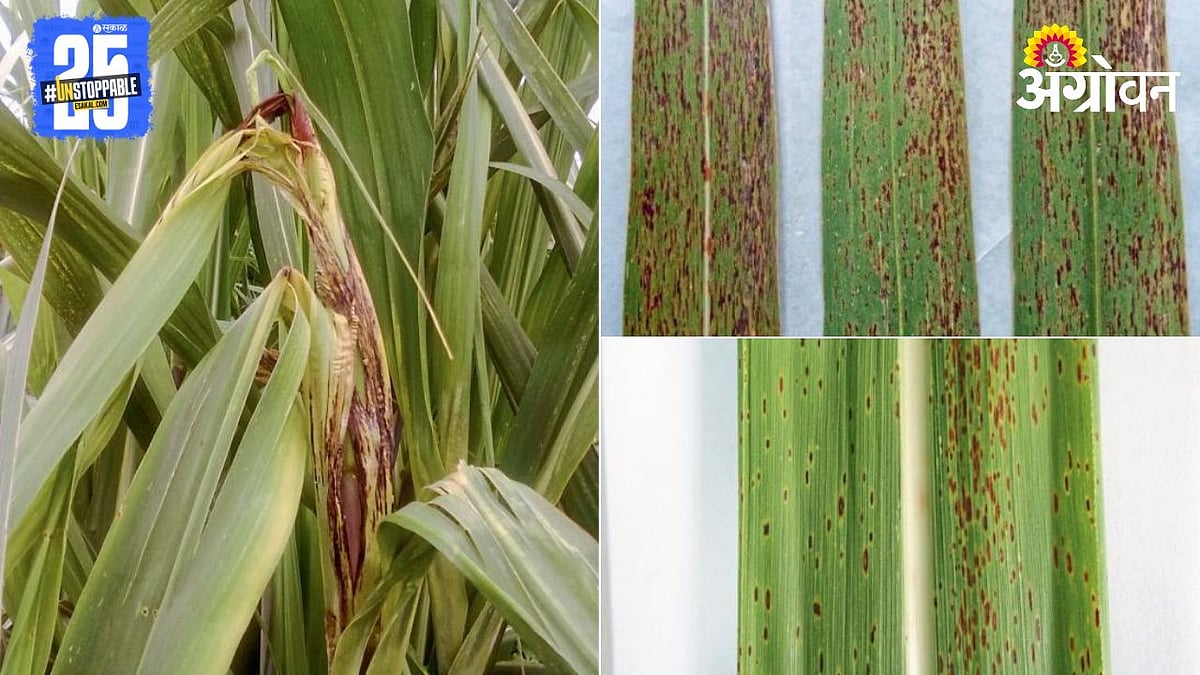 Sugarcane Disease । उसावरील रोगांचा ओळखा प्रादुर्भाव । Rising Threat of ...