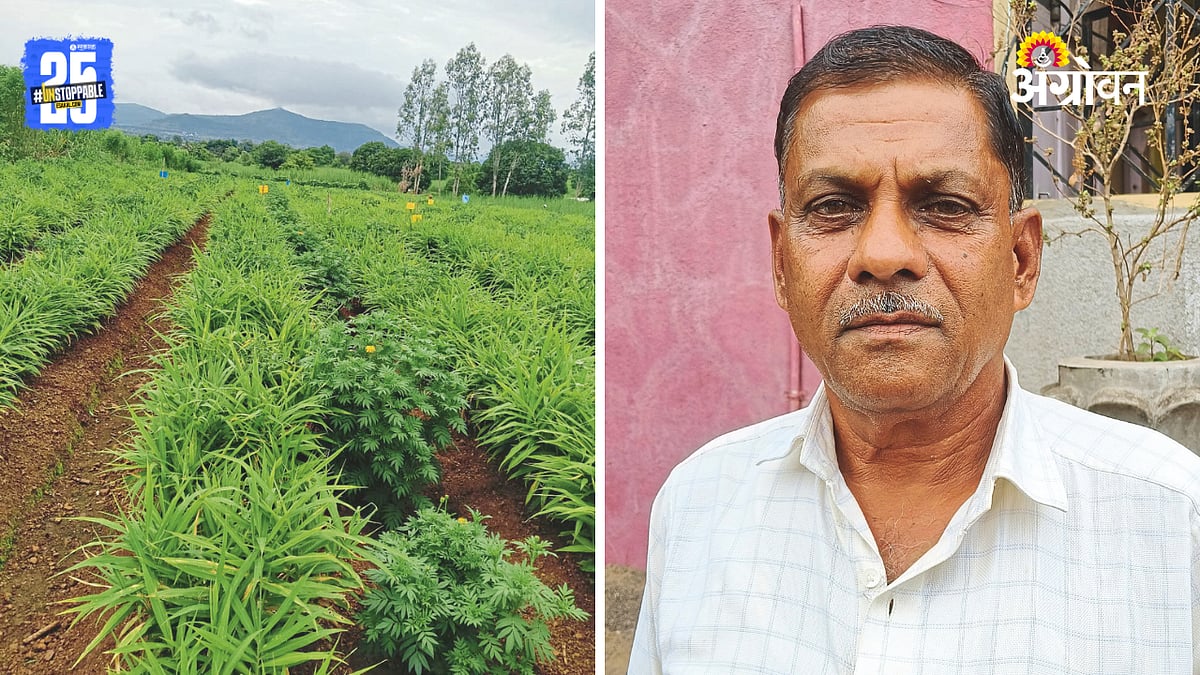 Ginger Farming | आले पिकाचे निरीक्षण करून रासायनिक फवारणीवर भर ...
