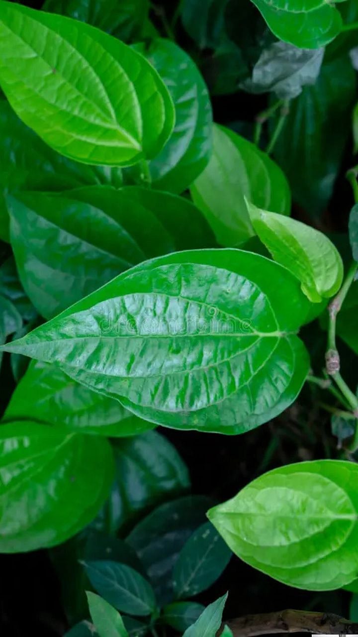 Eating Betel Leaf । जेवणानंतर पान का खायचं? जाणून घ्या आरोग्यदायी फायदे ...