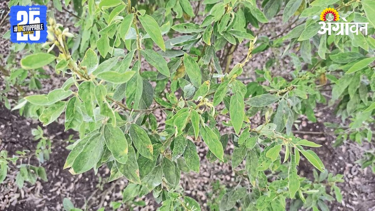 Tur Disease Management । तूर पिकावरील करपा, वांझ रोगाचे व्यवस्थापन ...