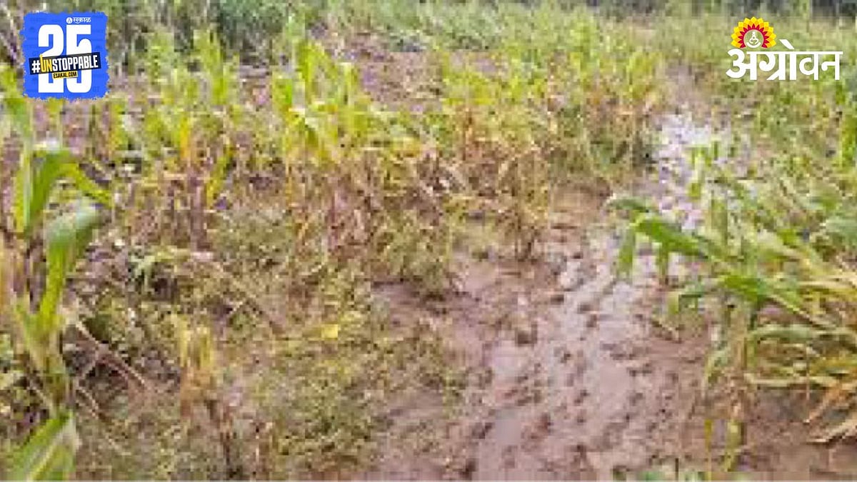 Flood Crop Damage । सोलापूर जिल्ह्यात खरीप पुरता ‘पाण्यात’ । Solapur ...