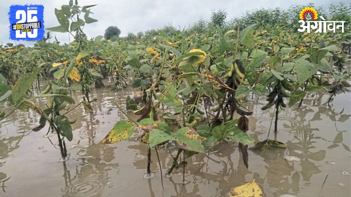 Ola Dushkal । ओला दुष्काळ तातडीने जाहीर करा । Heavy Rains Devastate ...