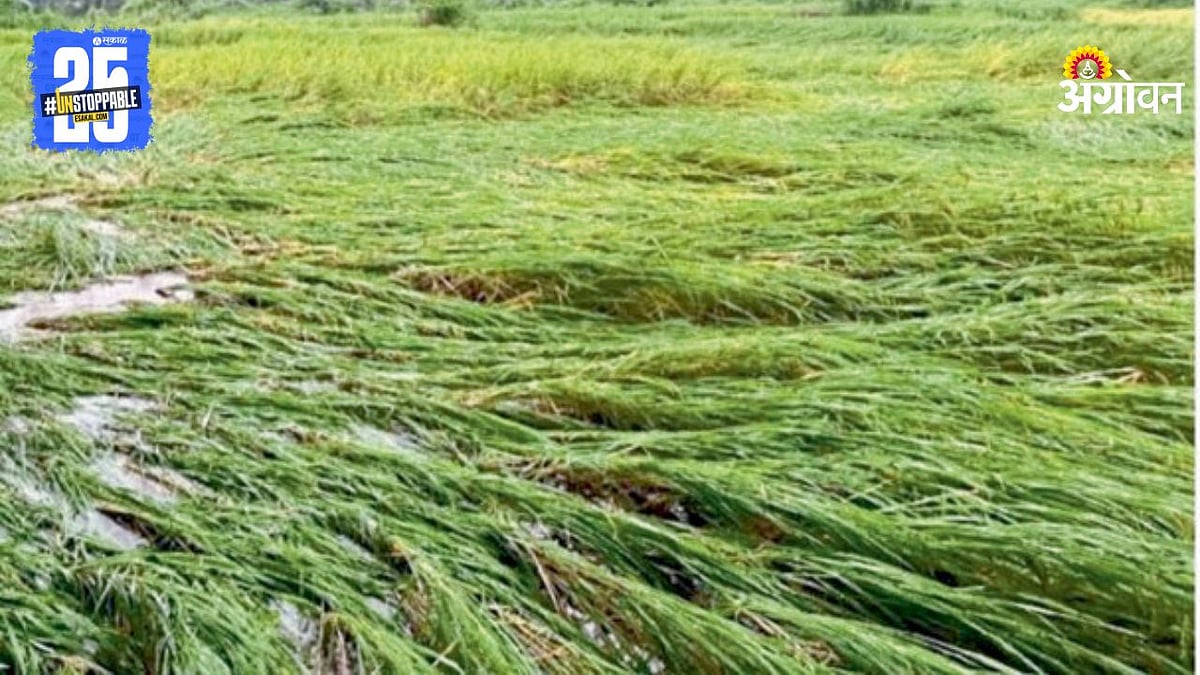 Paddy Crop Damage | हळव्या भाताचे अतोनात नुकसान | Huge loss of paddy rice
