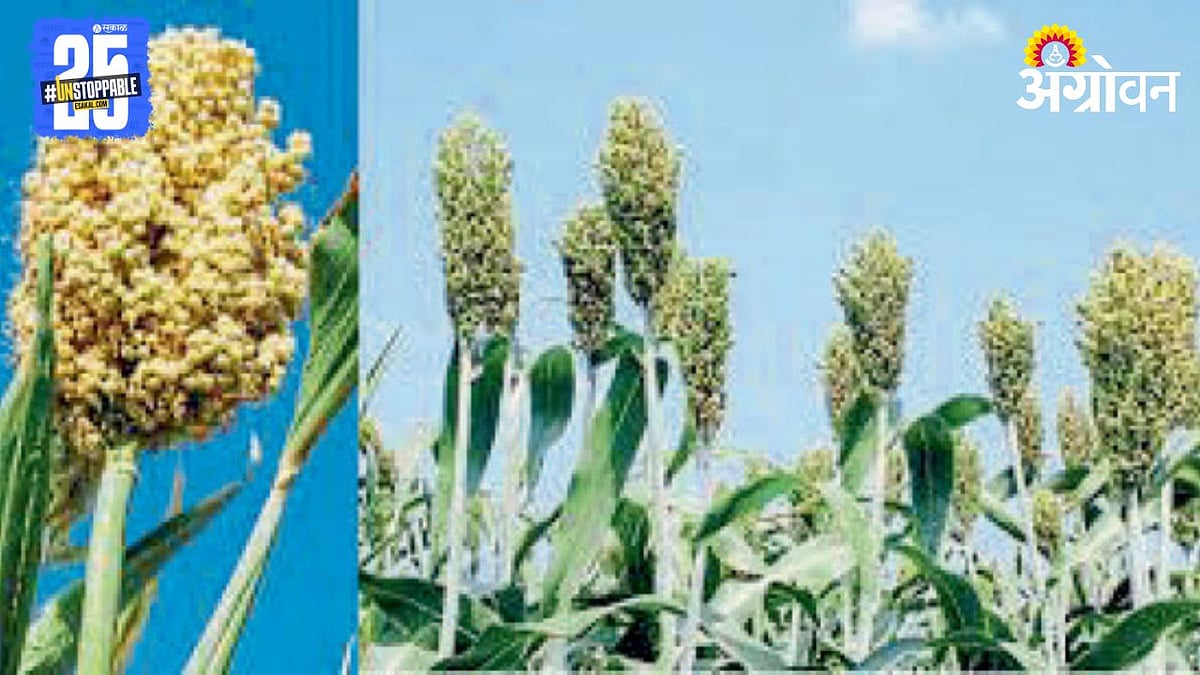 Jowar Cultivation । अतिवृष्टीमुळे ज्वारीच्या कोठारात हरभरा, करडई ...