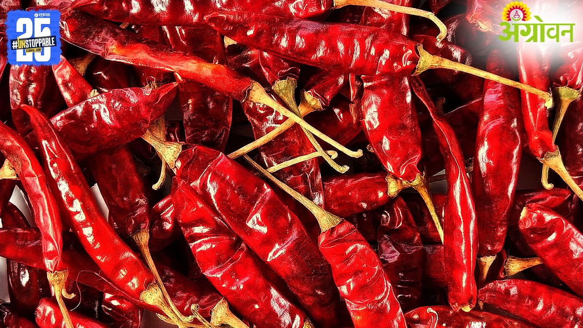 kharif Chilli Crop: खरिपात देशातील मिरची लागवडीखालील क्षेत्र ३० ते ४० ...