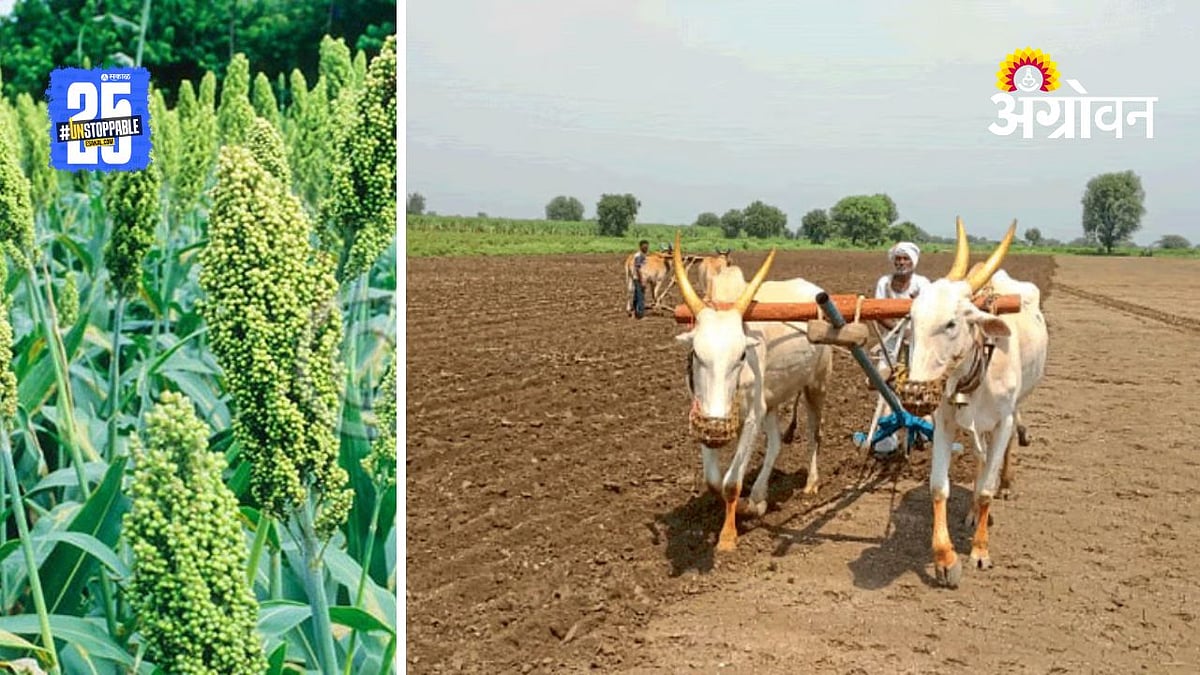 Jowar Sowing | पुणे विभागात अवघी ४२ टक्के ज्वारी पेरणी | Only 42 ...