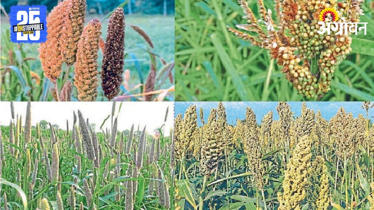 Millet Farming । भरड धान्य आधारित संवर्धित शेती । Millets and ...