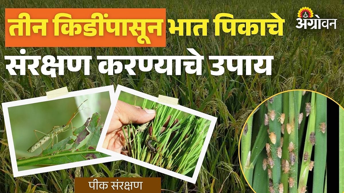 rice crop protection: तीन किडींपासून भात पिकाचे संरक्षण करण्याचे उपाय ...