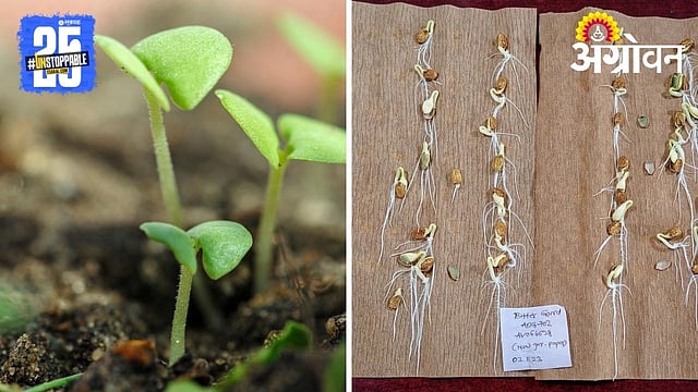 Germination Test | घरच्या घरी बियाणांची उगवण क्षमता तपासणीच्या ४ सोप्या ...