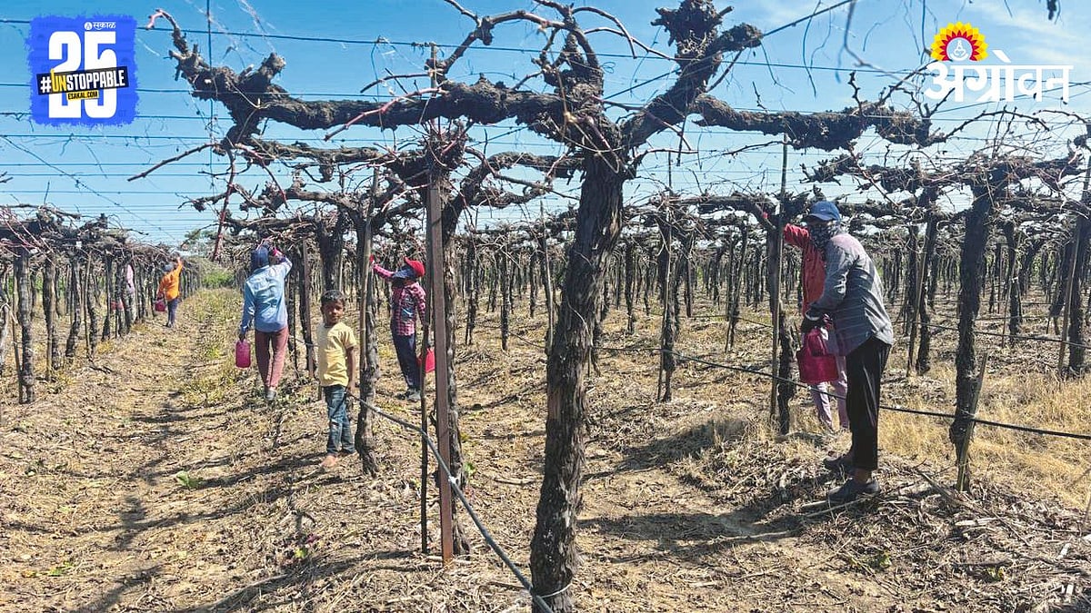Grape Farming । संकट असतंच, पण हार मानून कसं चालंल! । From drought to ...