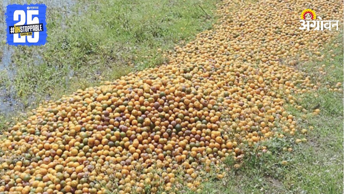 Farmer Crisis | मोर्शी, वरुड तालुक्यांतील शेतकऱ्यांची दिवाळी अंधारात ...
