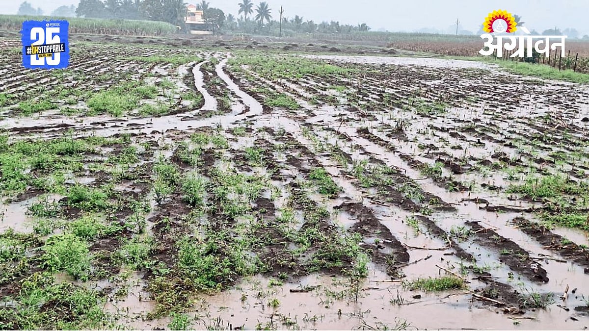 Rain Crop Damage | मॉन्सूनोत्तर पावसाने पुन्हा झोडपले | 11 Days of ...