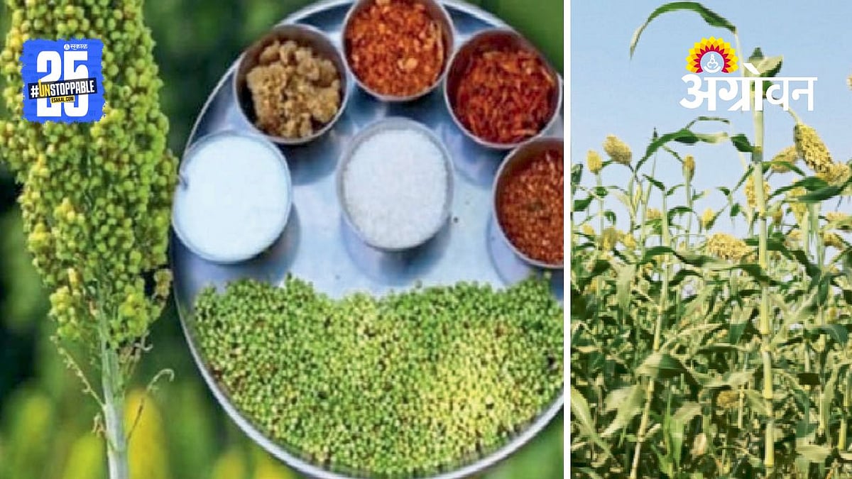 Hurda Jowar | हुरडा ज्वारी लागवडीतून साधा उत्पन्नवाढीची संधी | Hurda ...