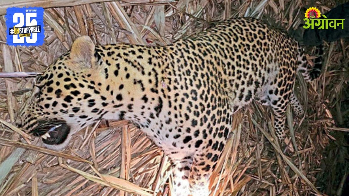 Leopard Death | पिंपरखेड येथील बिबट्याचा वन विभागाकडून खात्मा | Man ...