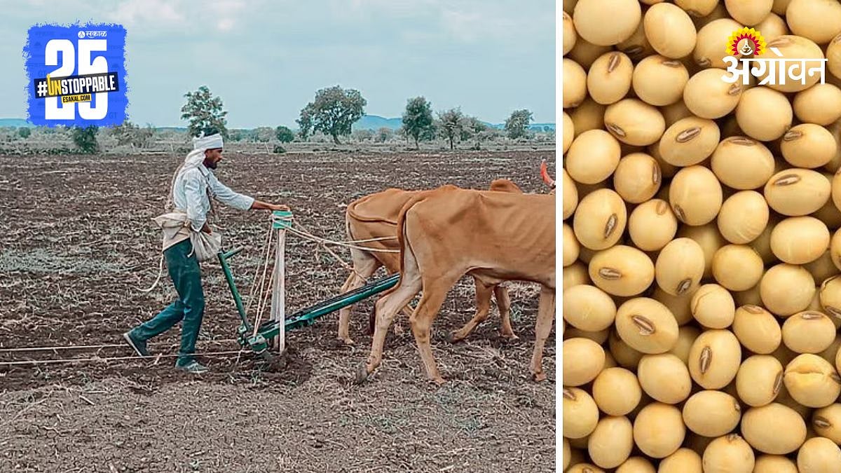 Soybean Sowing| उन्हाळ सोयाबीन पेरणीबाबत नियोजन|Rabi and Summer Soybean ...