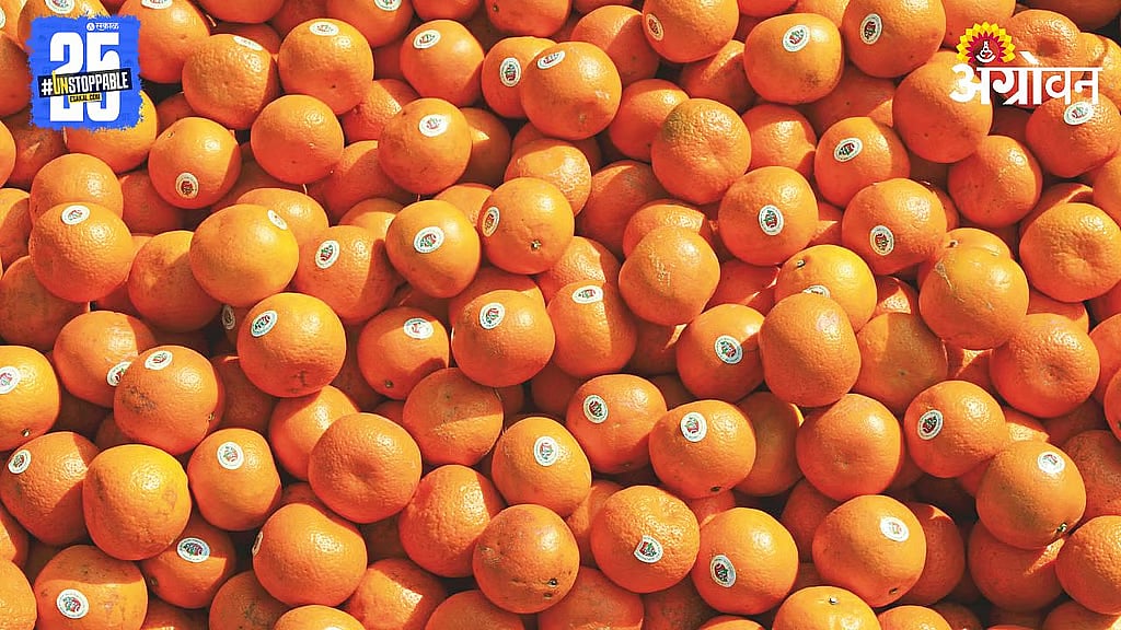 Orange Crop Insurance | आंबिया बहर संत्रा फळपिकासाठी विमा योजना ...