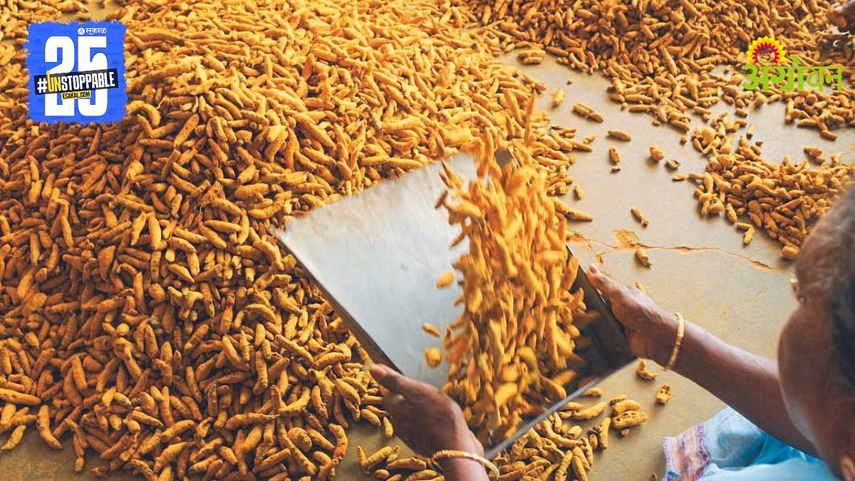 Turmeric Rate | हिंगोलीला हळदीला १६,५००, तर वसमतला १७,३१० रुपये दर ...
