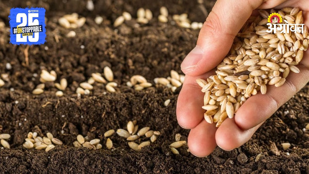 Wheat Farming | खानदेशात गहू पीक पेरणी सुरूच | Wheat sowing continues ...