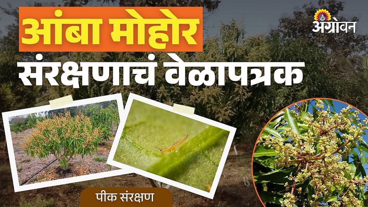 mango mohor schedule: आंबा मोहोर संरक्षणाचं वेळापत्रक | Mango Flowering ...