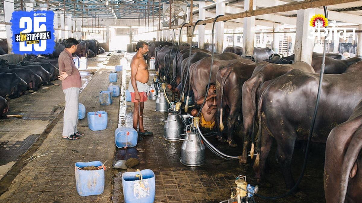 Dairy Development Project| विदर्भ, मराठवाडा दुग्धविकास प्रकल्प टप्पा ...