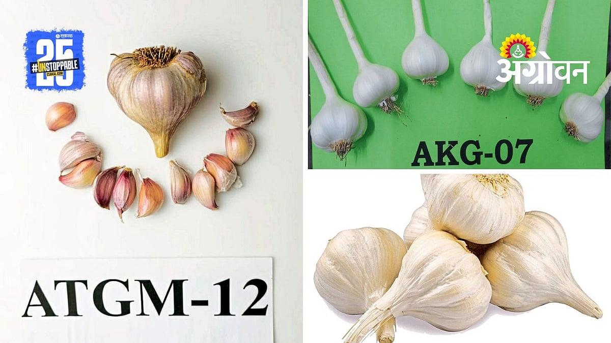 Garlic Farming | लसूण पिकाच्या विविध जाती | Garlic Farming Can Boost ...