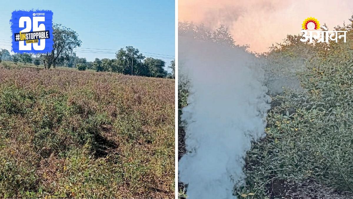Tur Crop Danger| हजारो हेक्टरवरील तूर पीक धोक्यात|Turmeric crop on ...