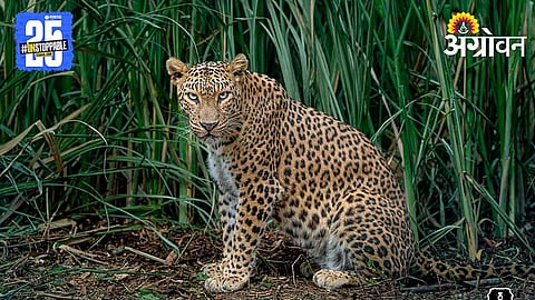 बिबट्या मराठी बातम्या | Bibtya : latest News updates on Bibtya | Agrowon