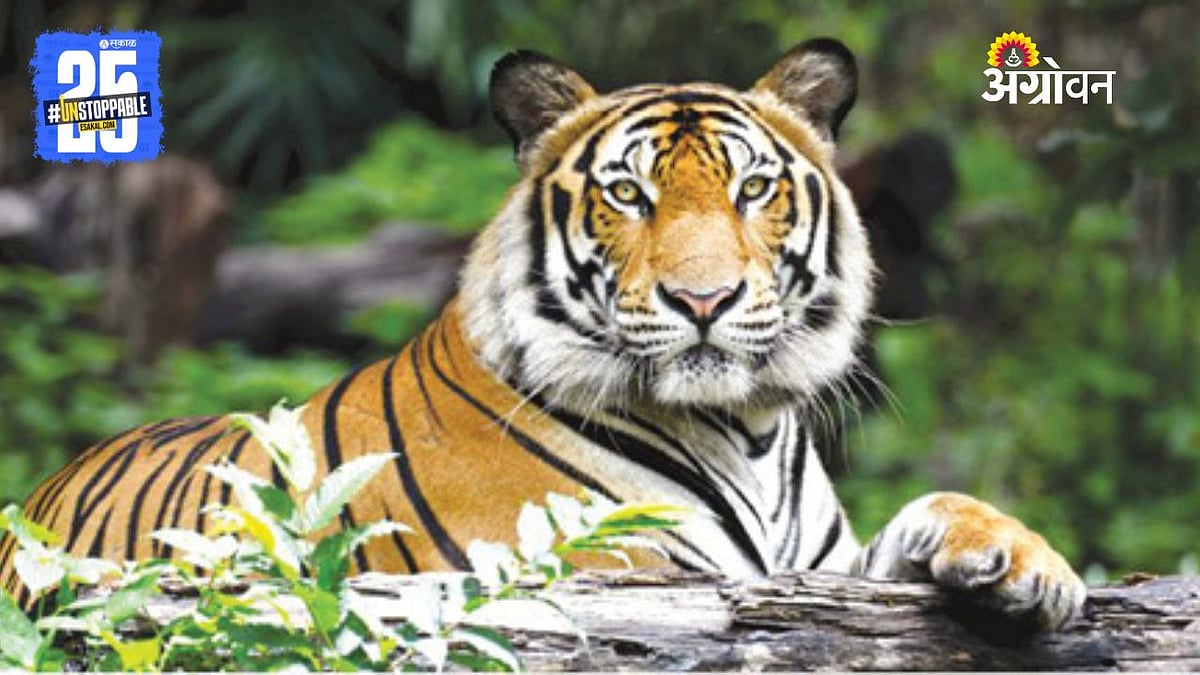 Tiger Conservation | राज्यातील साडेचारशे वाघांना ‘रेडिओ कॉलर’ लावणे ...