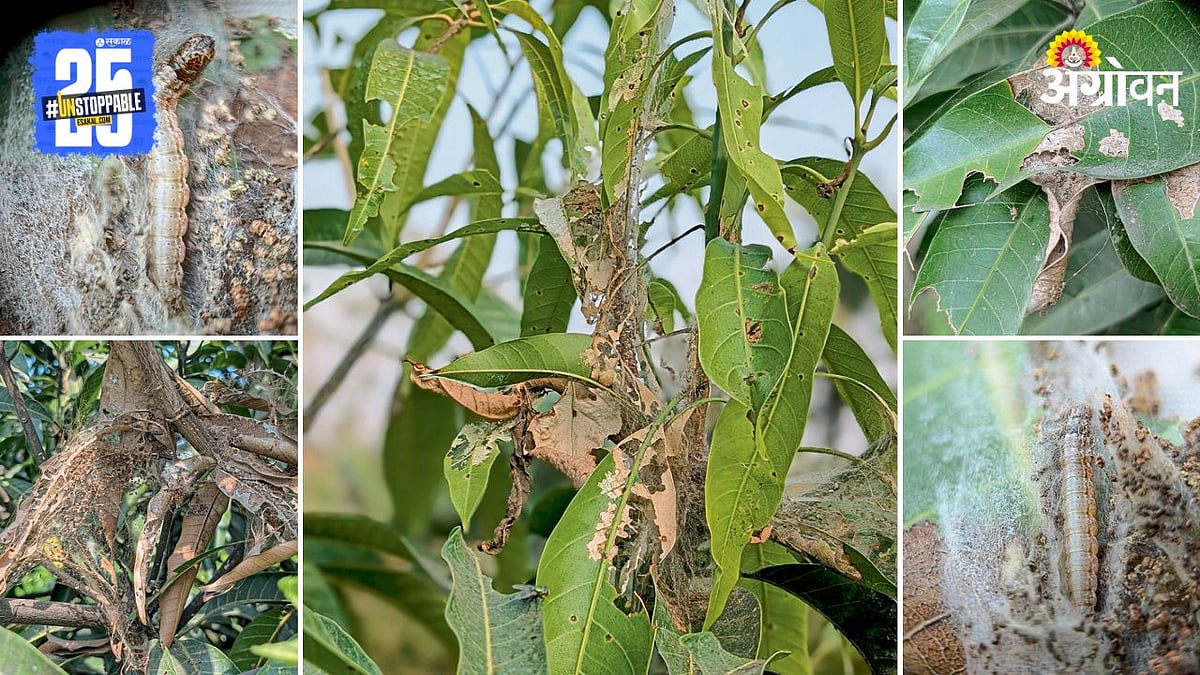 Mango Crop Disease | आंबा पिकावरील ‘लीफ वेबर’ | Climate Change Fuels ...