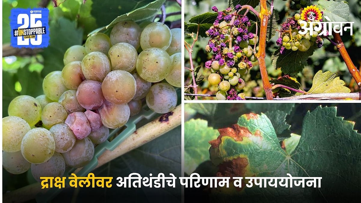 Grape Cold Stress | द्राक्षबागेत अतिथंडीचा फटका! सोप्या उपाययोजनांनी ...
