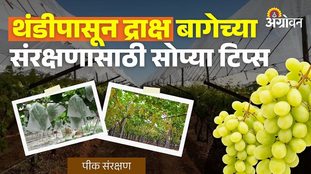 grape farming winter tips: थंडीपासून द्राक्ष बागेच्या संरक्षणासाठी ...